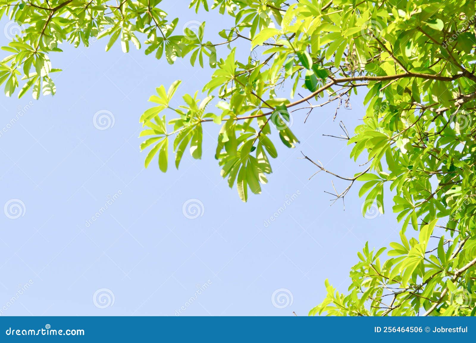 Dita, Devil Tree or Alstonia Scholaris and Sky Stock Photo - Image of ...