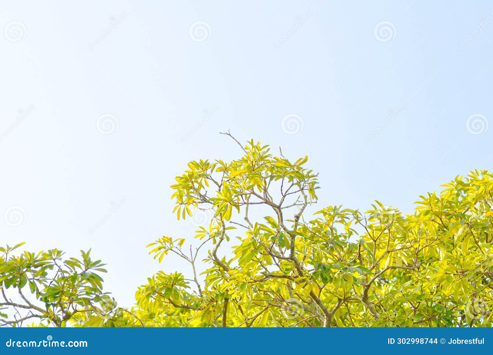 Dita, Devil Tree Or Alstonia Scholaris And Sky Stock Photography ...