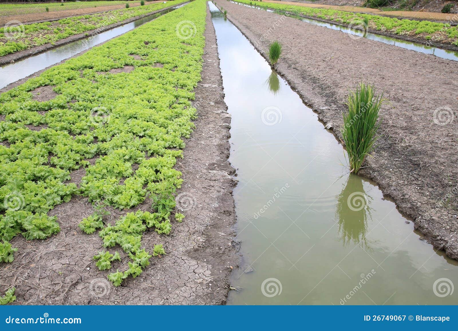 Ditch farm stock image. Image of harvest, cultivation - 26749067