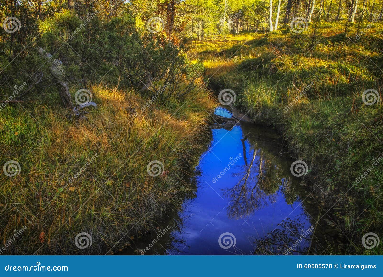 Ditch in the forest stock photo. Image of forest, river - 60505570