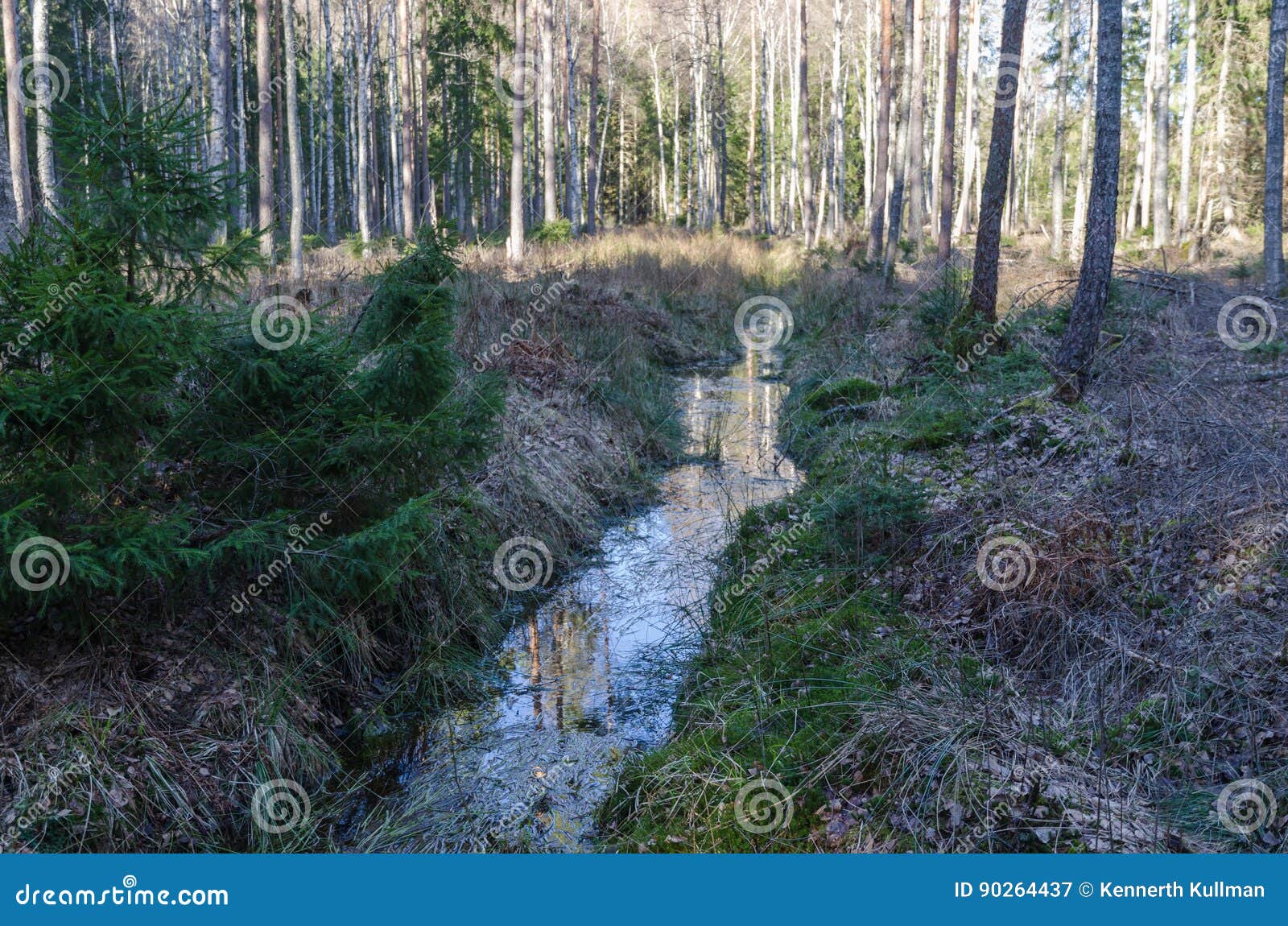 Ditch in a forest stock image. Image of water, natural - 90264437