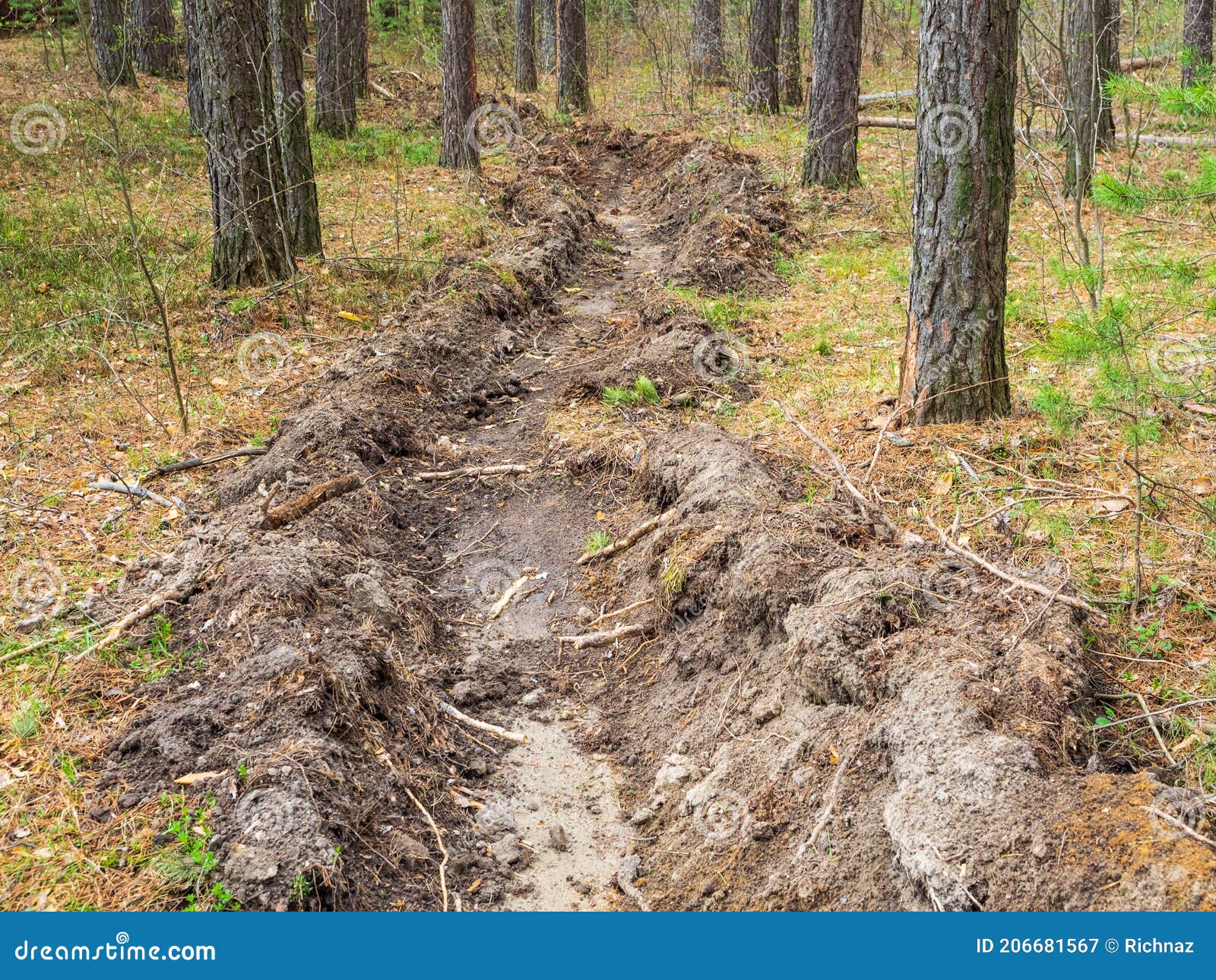 A Ditch in the Forest Prevents the Spread of Fire in the Forest during ...