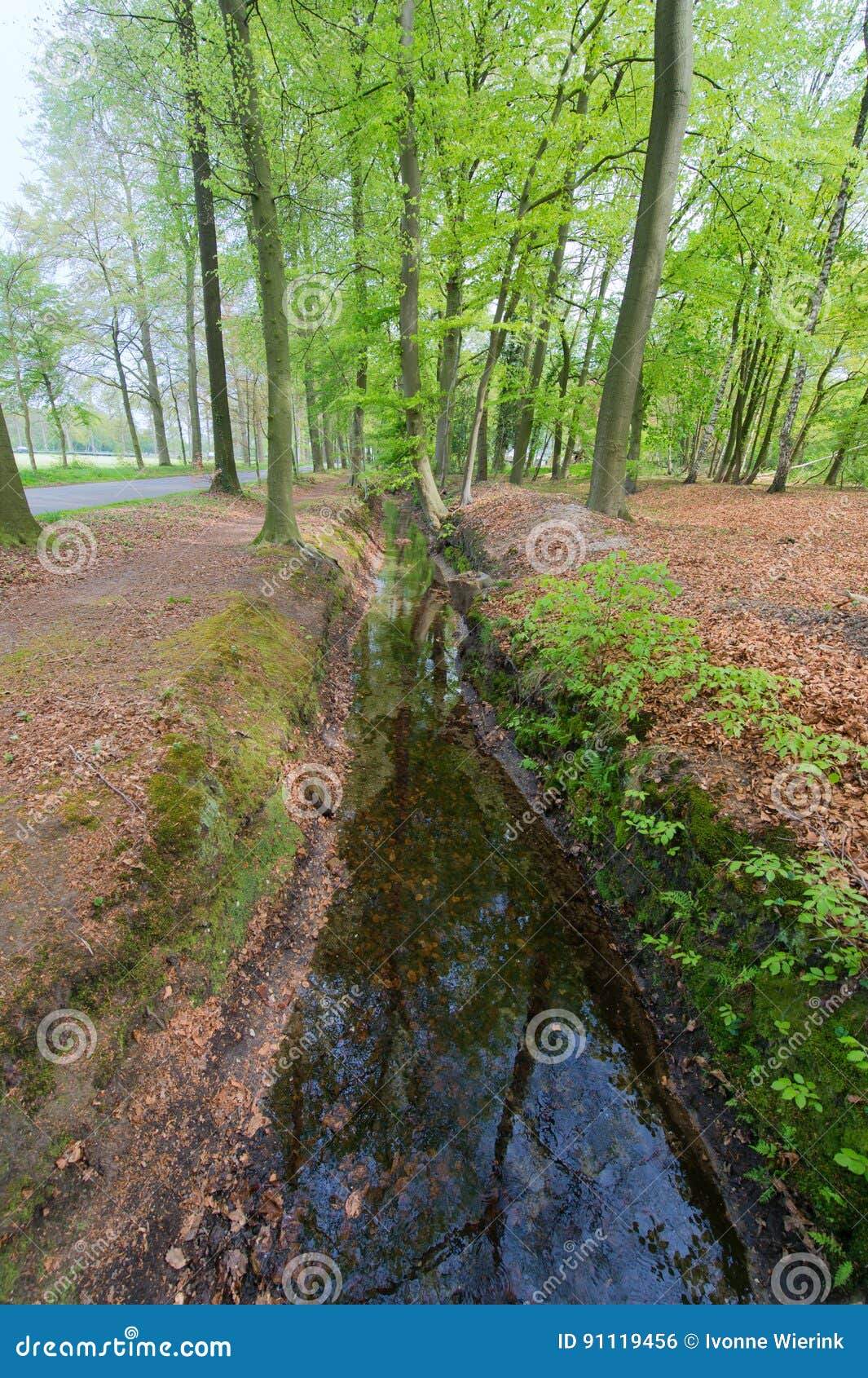 Ditch in the forest stock photo. Image of mirroring, holland - 91119456