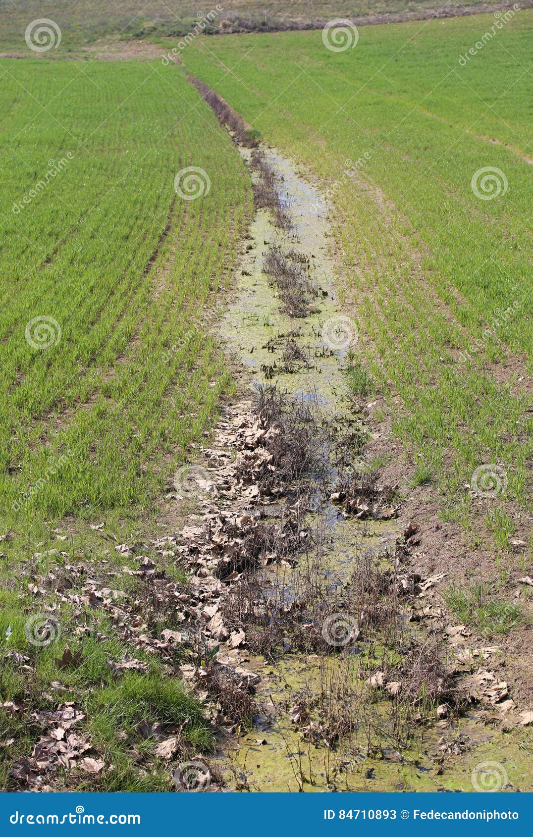 Ditch Full of Water Fields because the Ground Does Not Absorb Mo Stock ...