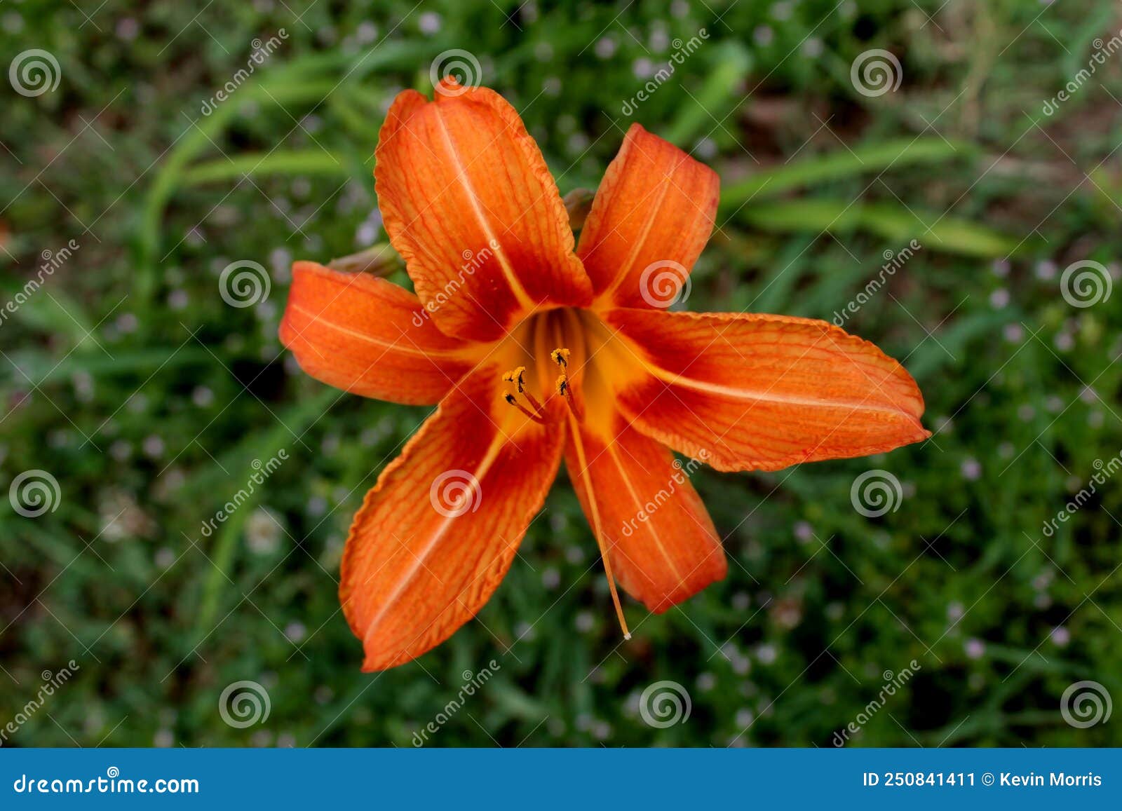 Ditch Lily Flower Bloomed during the Summer Stock Image - Image of ...