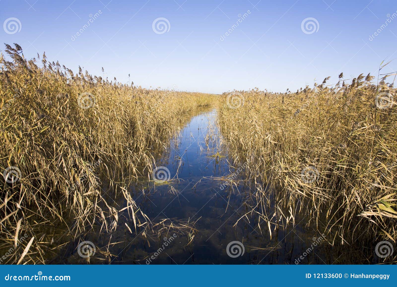 1,673 Ditch Reed Stock Photos - Free & Royalty-Free Stock Photos from ...