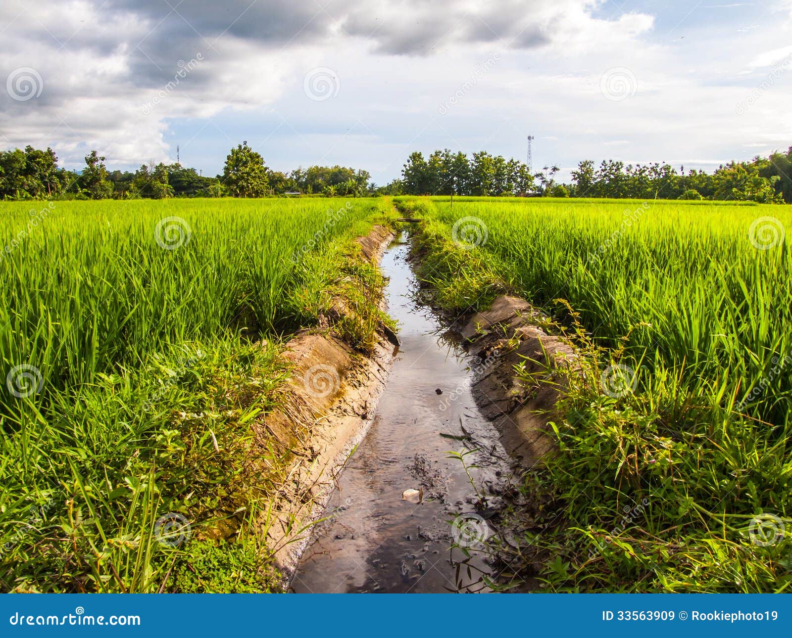 Ditch of rice stock image. Image of grain, cereal, workplace - 33563909