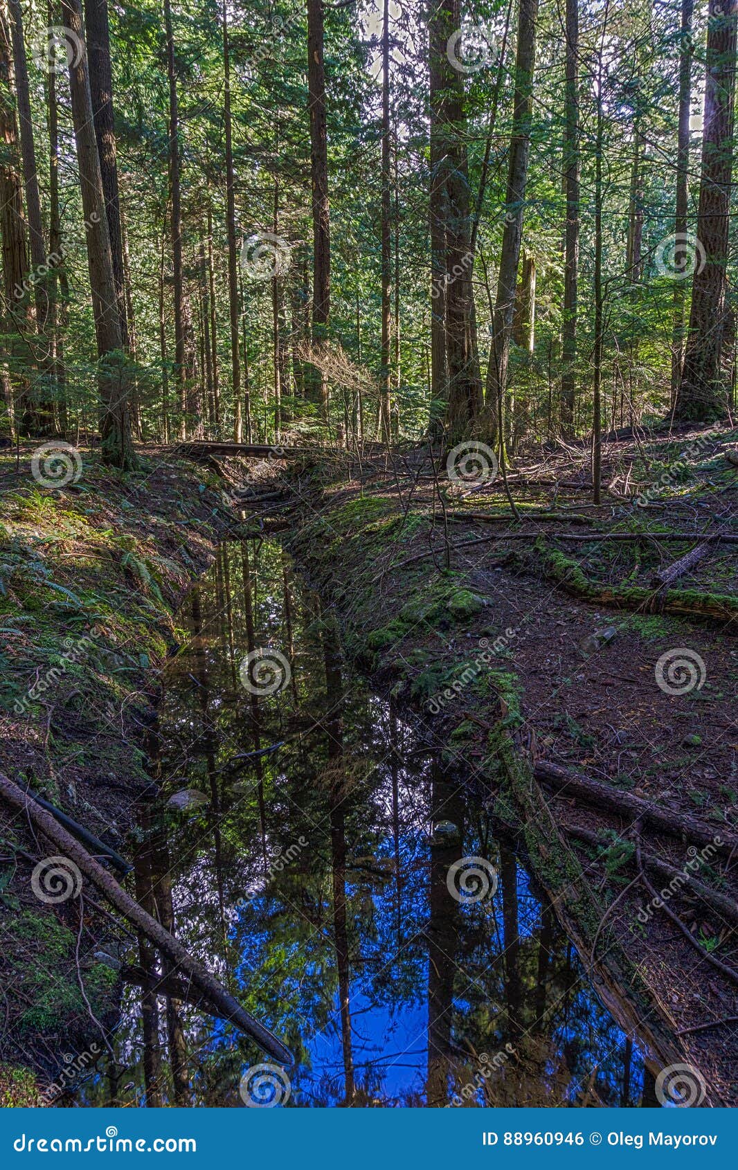 Ditch with Water in the Wet Forest in Canada with Dead Trees Around ...