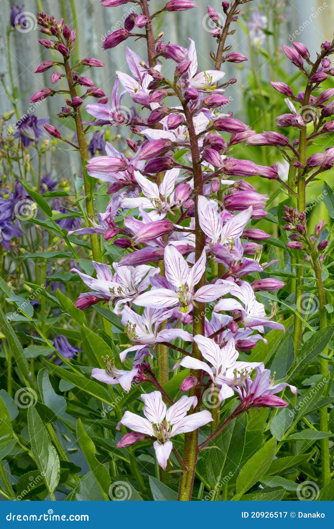 Dittany (Dictamnus Fraxinella) Stock Image - Image of vertical ...