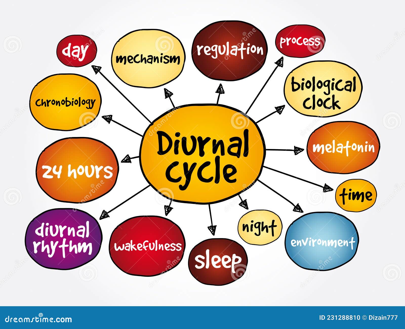 Diurnal Cycle Mind Map, Concept for Presentations and Reports Stock ... Diurnal Cycle Mind Map, Concept for Presentations and Reports Stock ...
