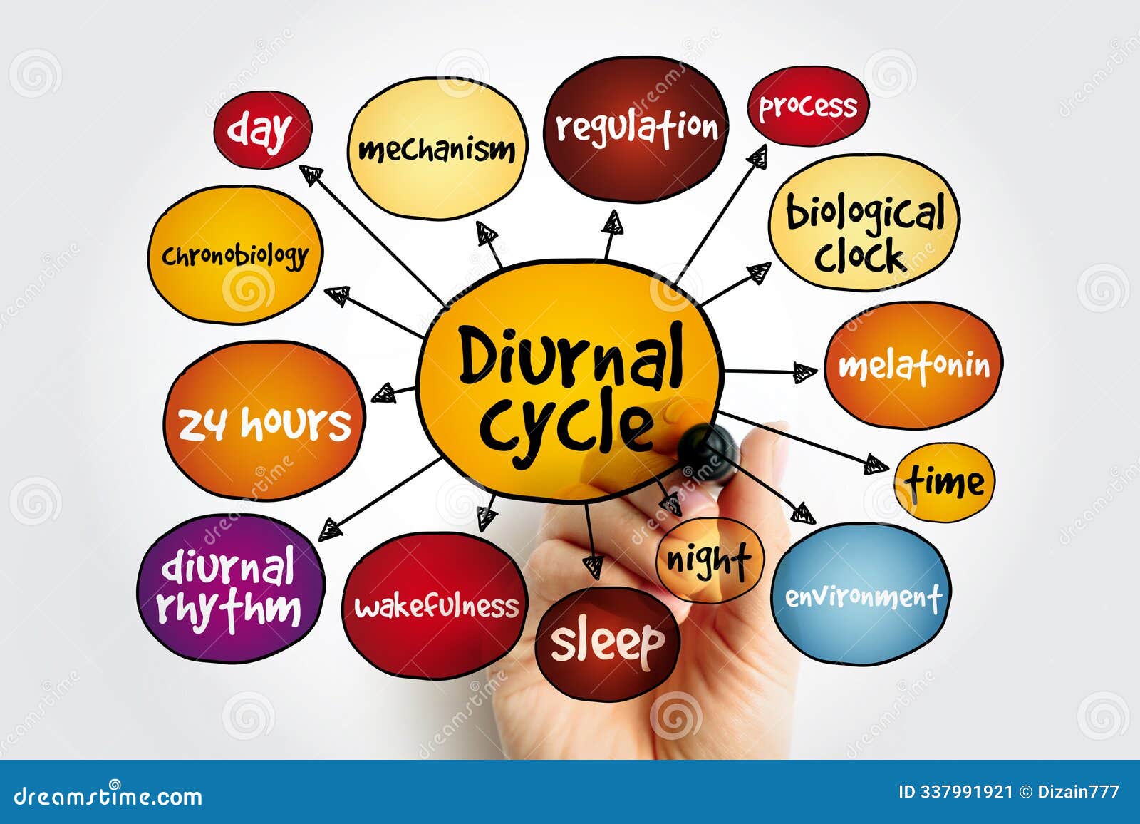 Diurnal Cycle Mind Map, Concept For Presentations And Reports Royalty ...