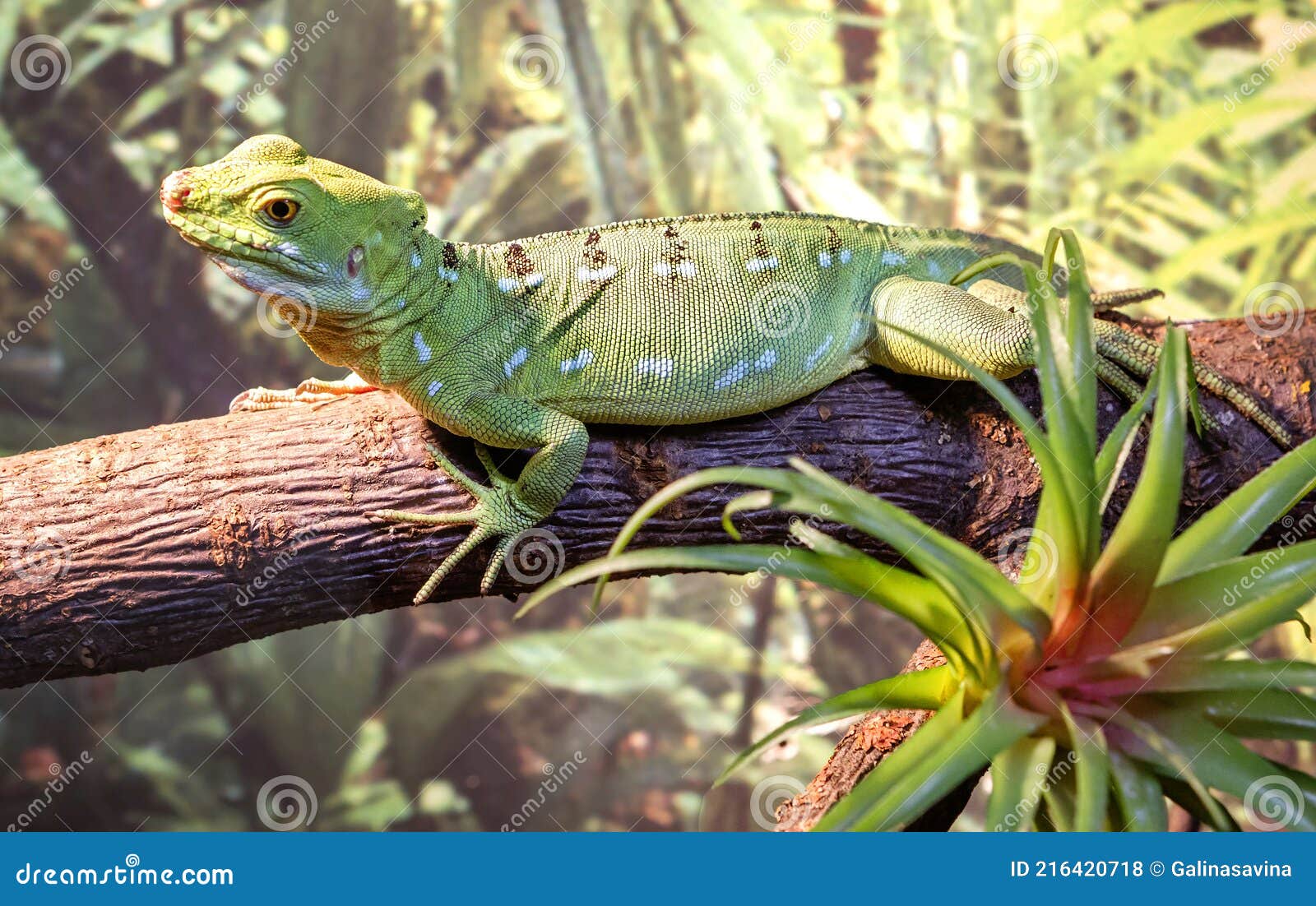 Plumed Basilisk. stock photo. Image of lizard, tail - 216420718