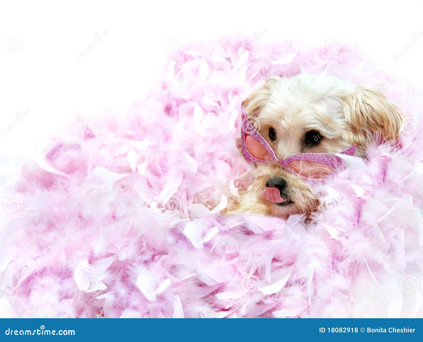 Diva Dog stock photo. Image of adorable, chops, horn - 18082918