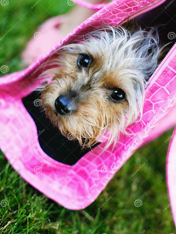Diva Dog stock photo. Image of outside, diva, pets, luxury - 2888174