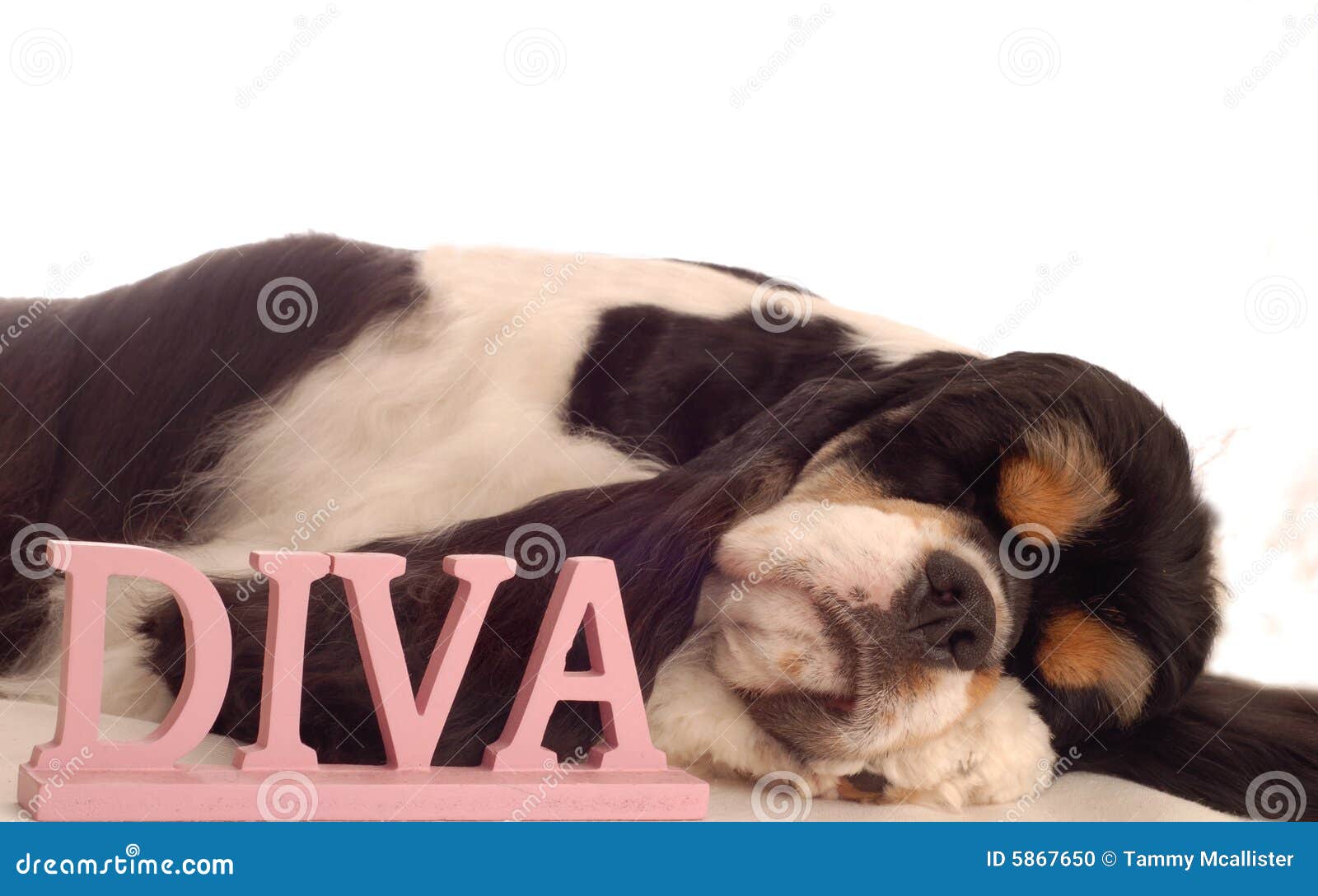 Diva dog stock photo. Image of adorable, mammal, ears - 5867650