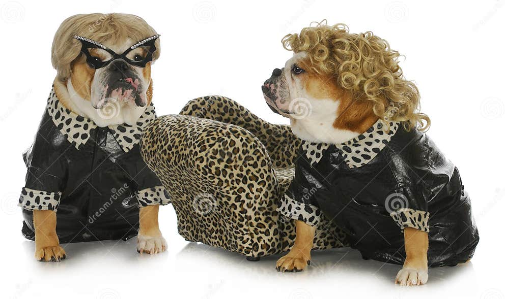 Diva dogs stock photo. Image of blonde, domestic, adorable - 27890110
