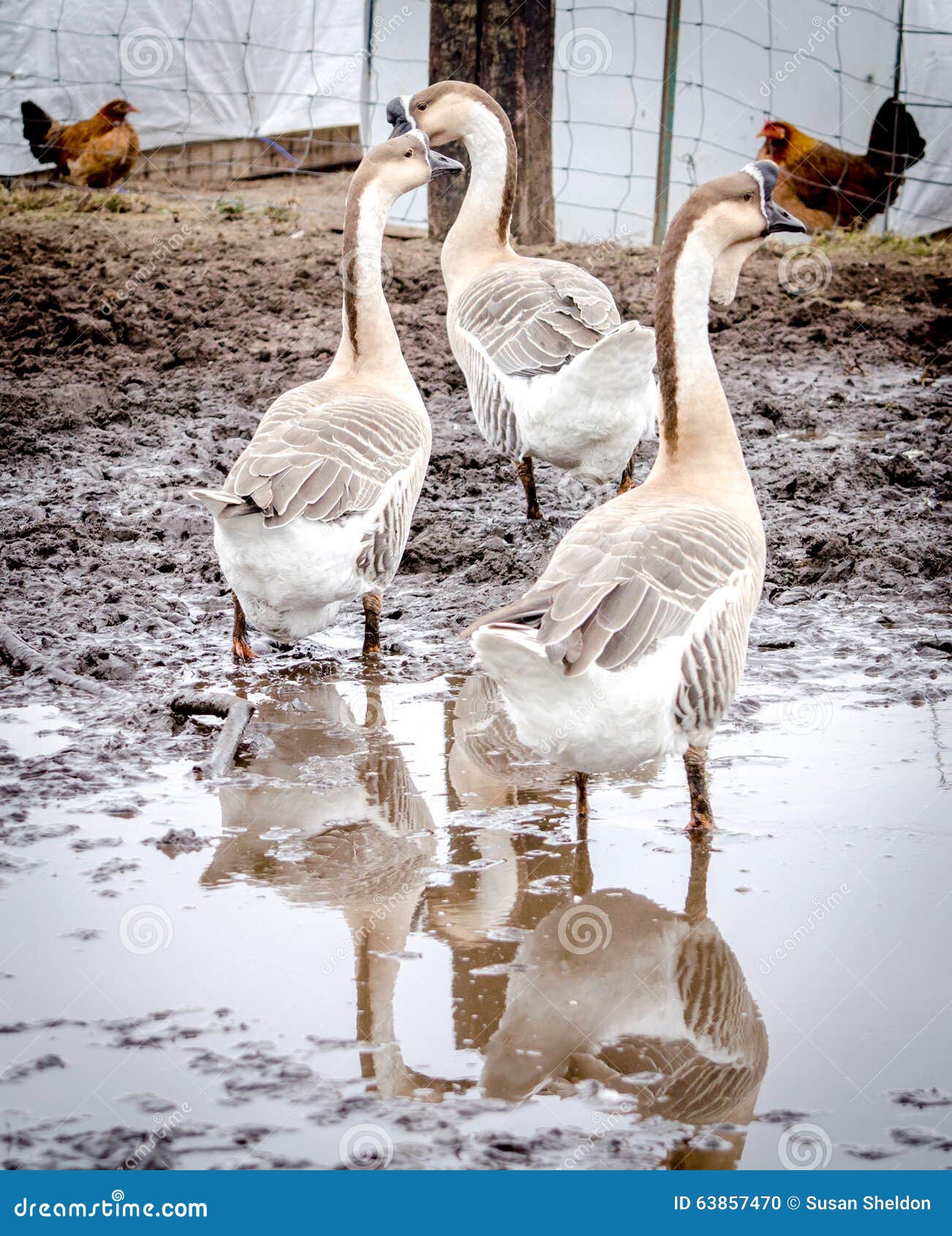 Diva geese of the barnyard stock photo. Image of puddle - 63857470