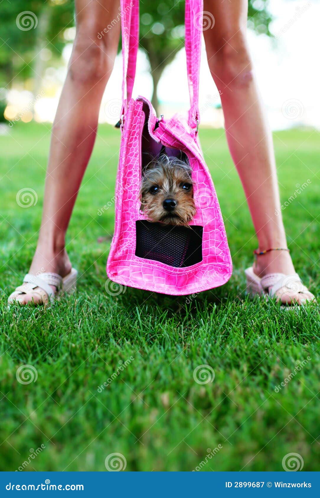 Diva and pet diva dog stock image. Image of grass, winzworks - 2899687