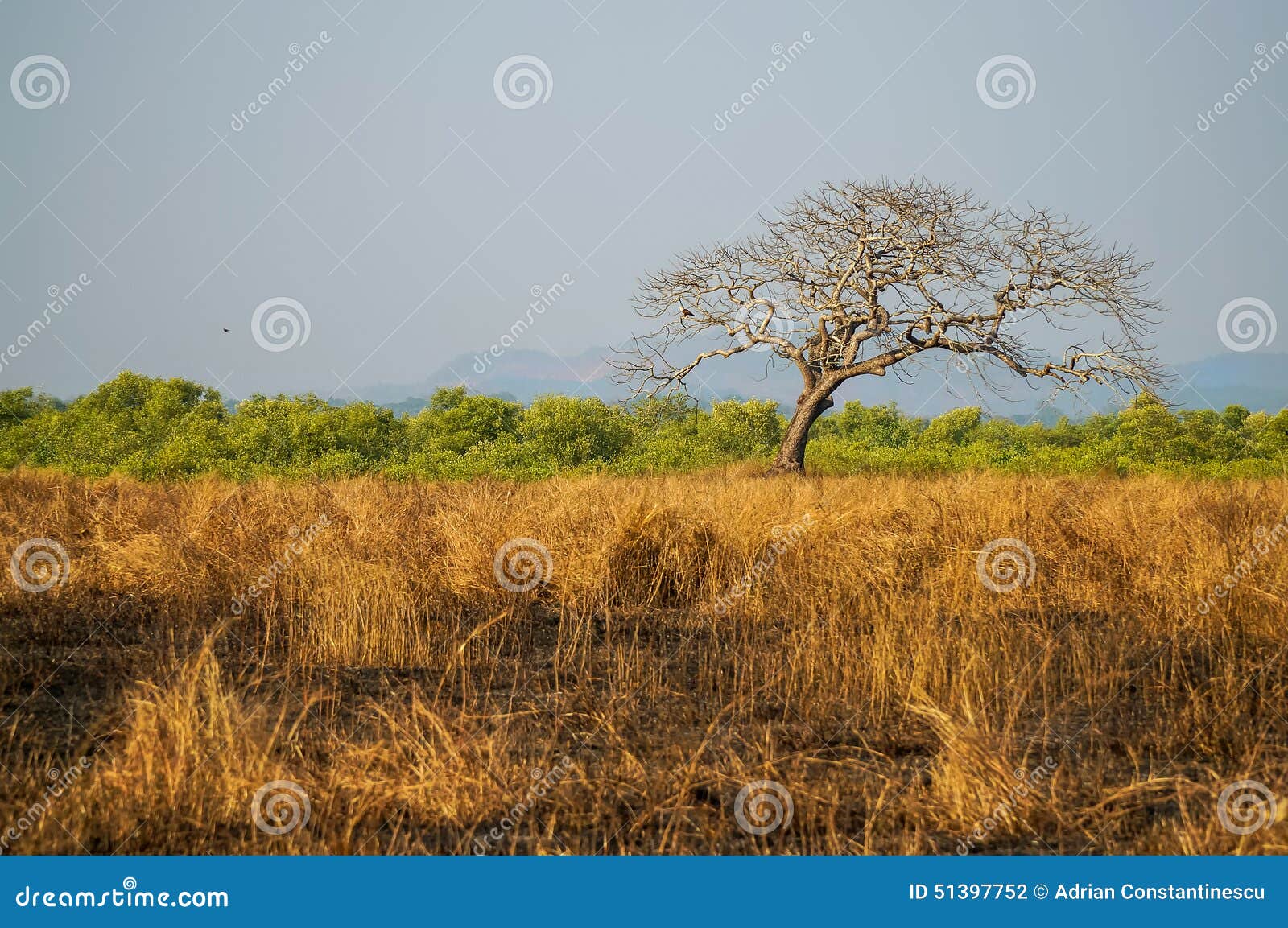 Divar Island stock photo. Image of tree, divar, island - 51397752