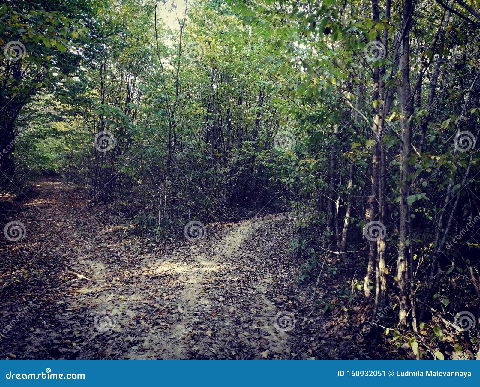 Divarication stock image. Image of forestroad, forkintheforest - 160932051