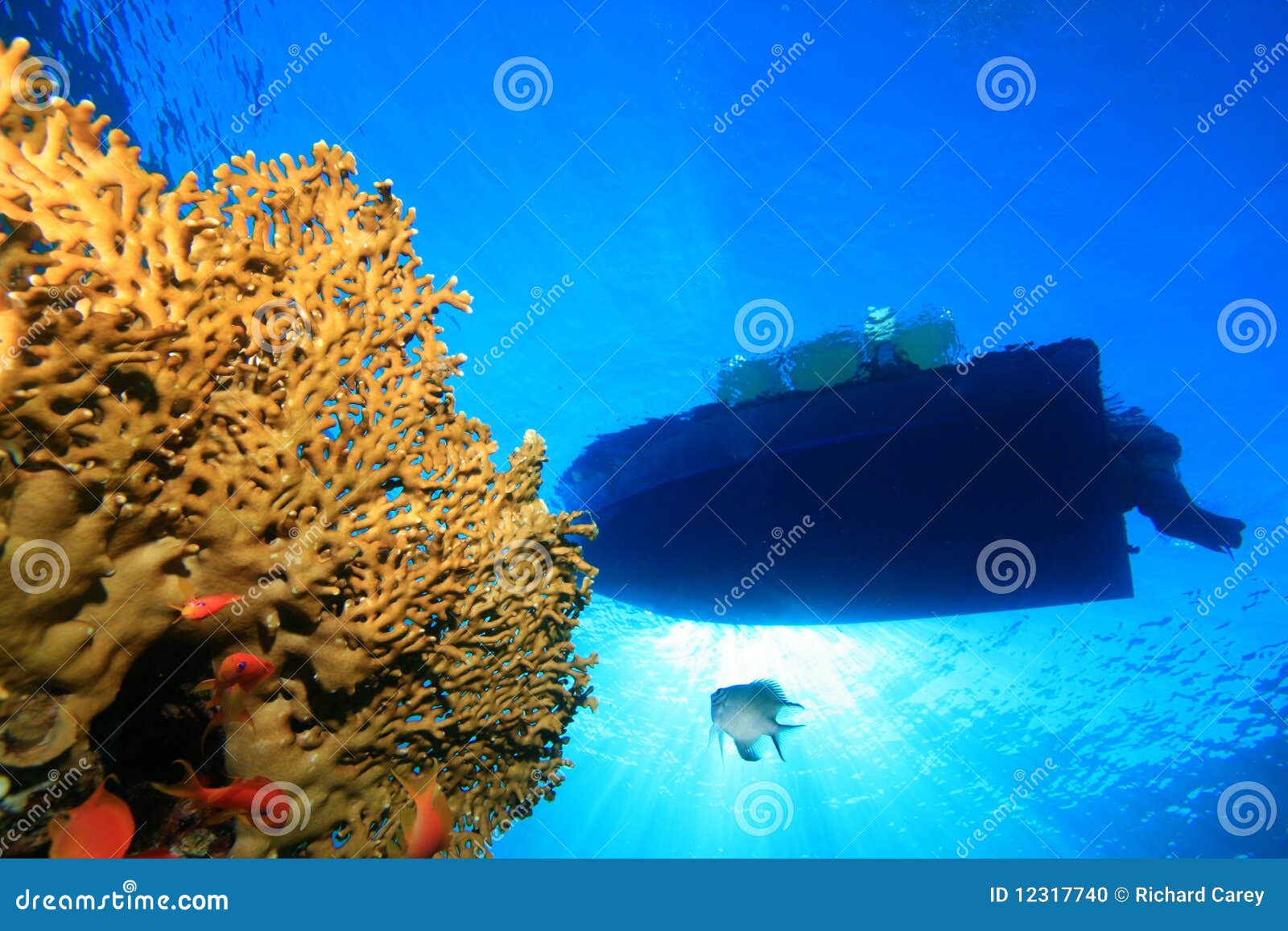 Dive Boat and Coral Reef stock photo. Image of sunlight - 12317740