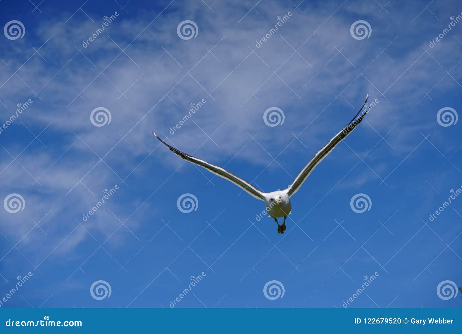 Dive-bombed by an Attacking Seagull Stock Photo - Image of flying ...