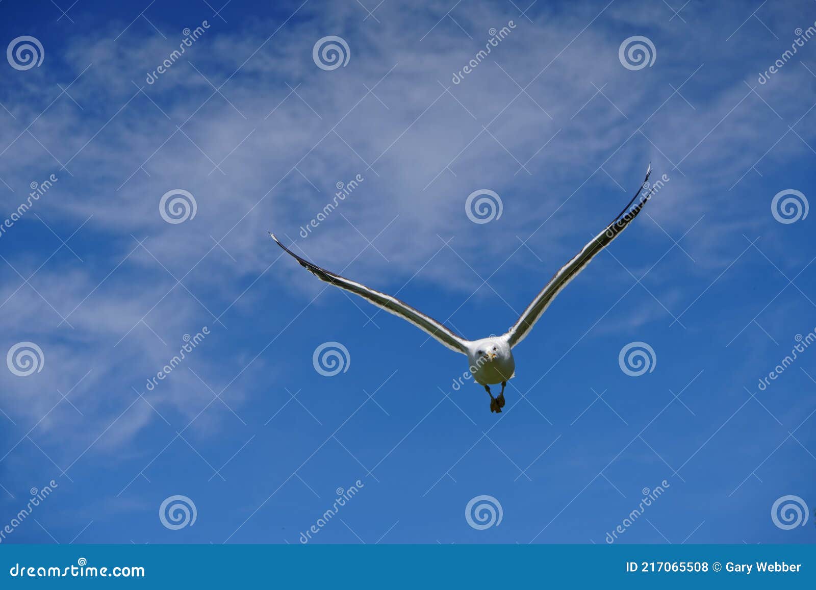 Dive-bombed by an Aggressive Seagull Stock Photo - Image of beak, blue ...