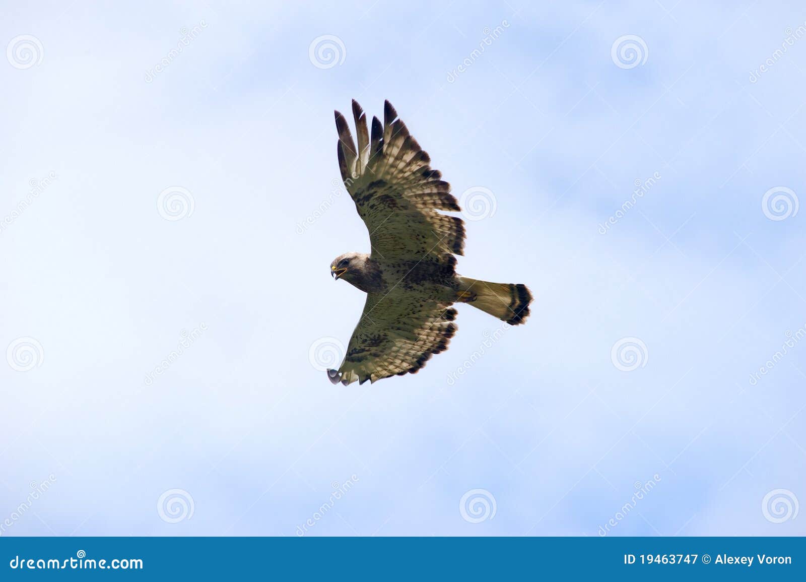 Dive Buzzard stock image. Image of mining, falcon, bird - 19463747