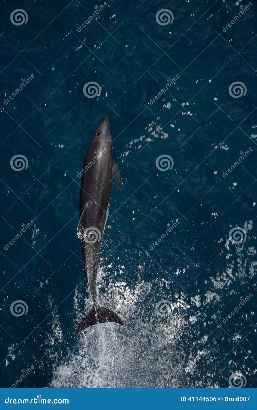 Dive dolphin stock photo. Image of plunge, mammal, ocean - 41144506