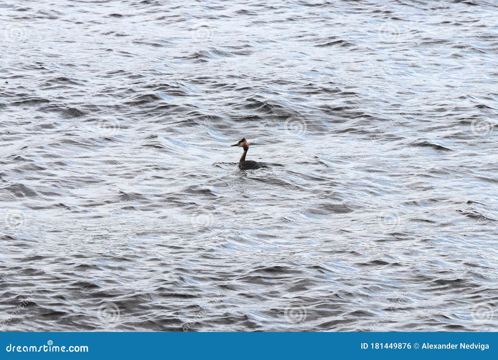Dive Duck Bird in Neva River Stock Photo - Image of duck, nature: 181449876