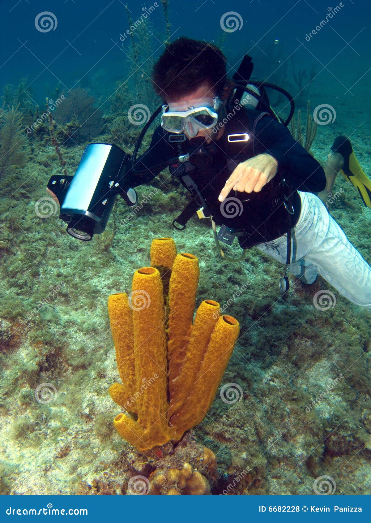 Dive Master Pointing at a Sea Sponge Stock Photo - Image of diving ...