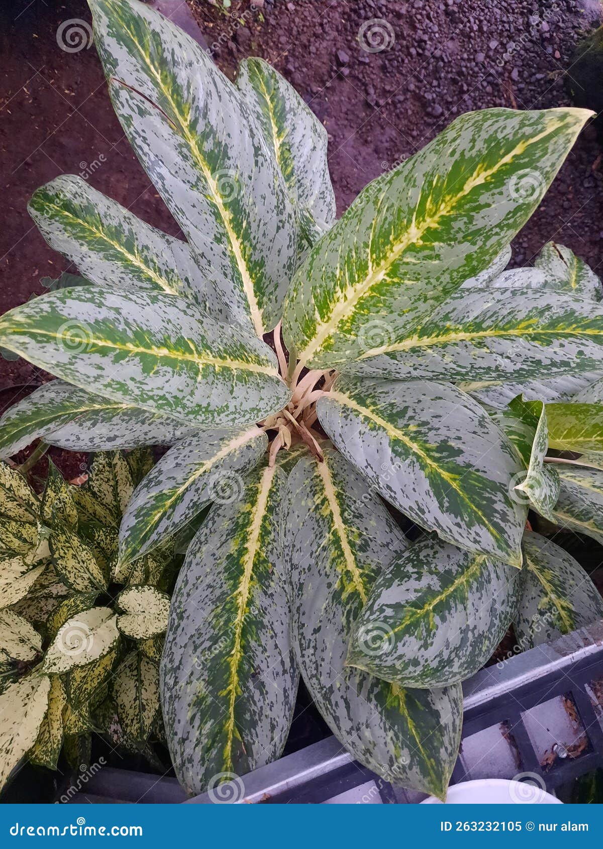 Diven kemungkon stock image. Image of plant, nature - 263232105