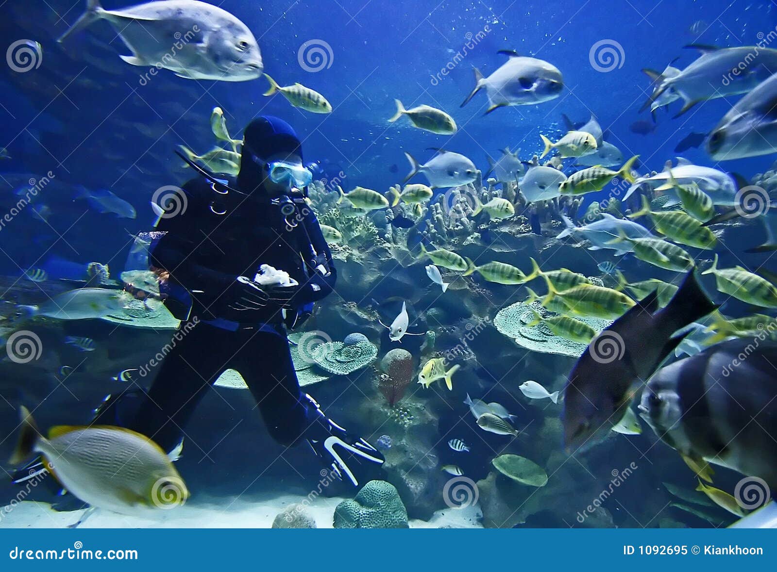 Diver stock image. Image of animals, leisure, deep, exotic - 1092695