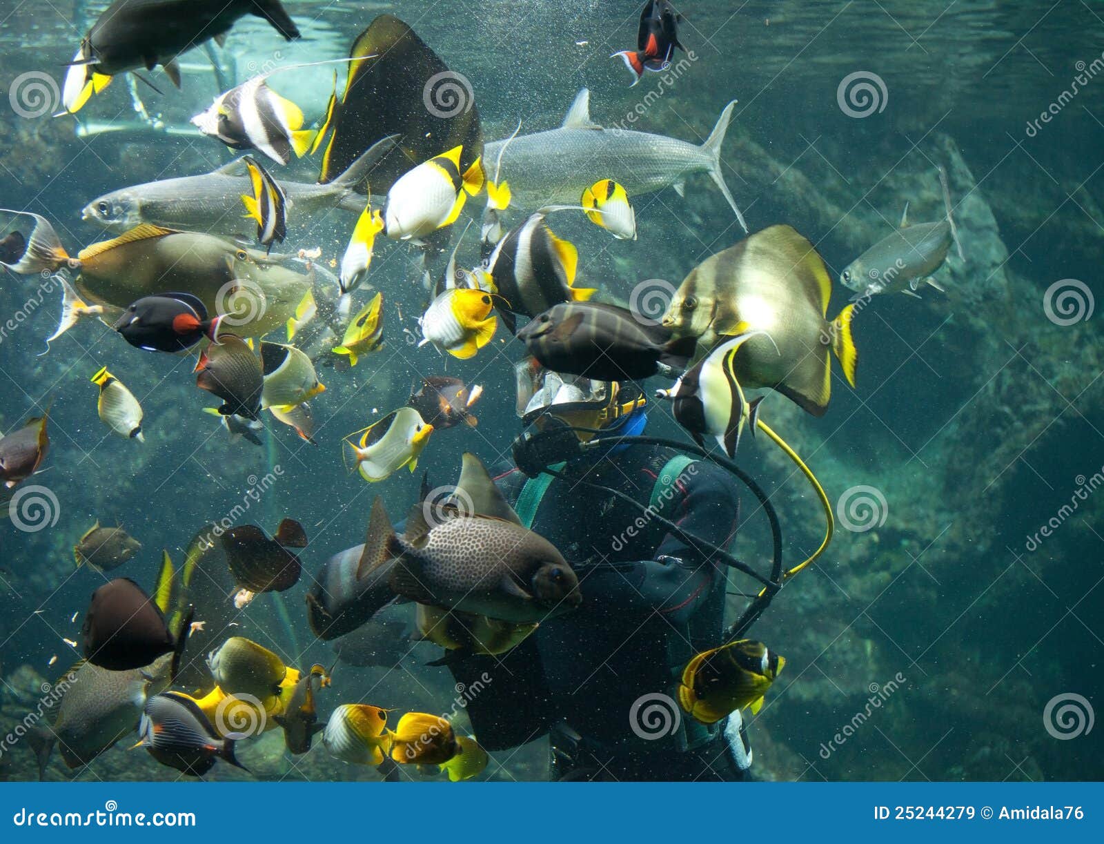 Diver stock image. Image of area, holiday, sport, reef - 25244279