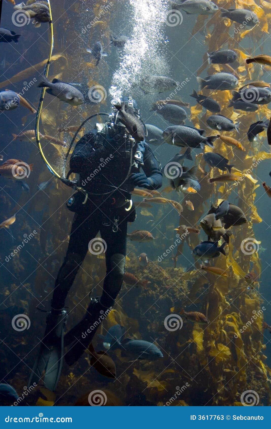 Diver stock image. Image of water, dive, ocean, kelp, underwater - 3617763