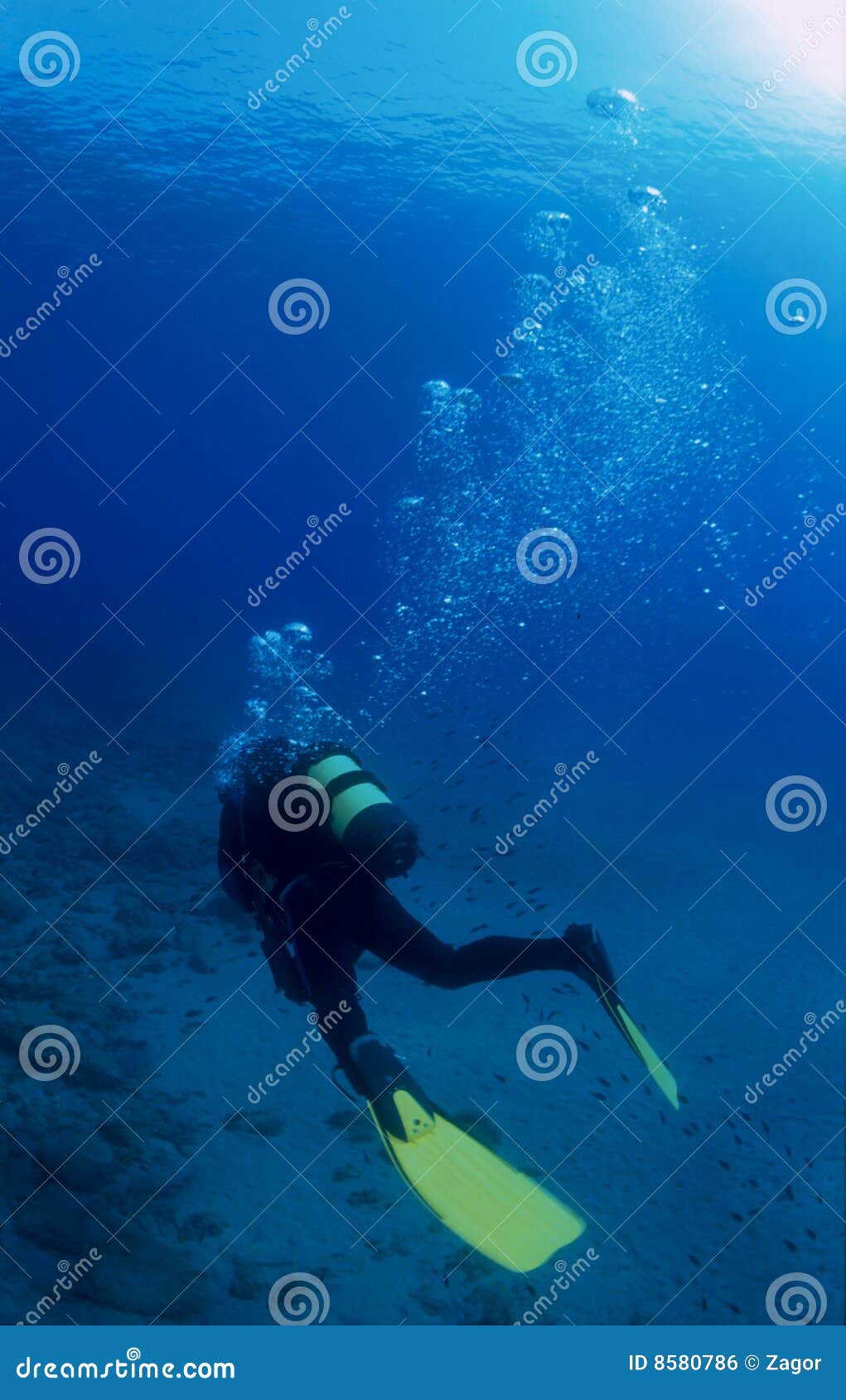 Diver stock photo. Image of summer, relaxation, scubadiving - 8580786