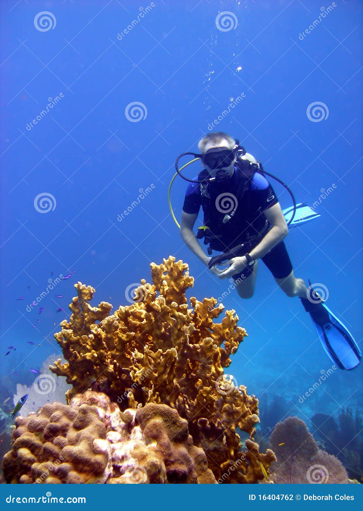 Diver admires fire coral. stock photo. Image of active - 16404762