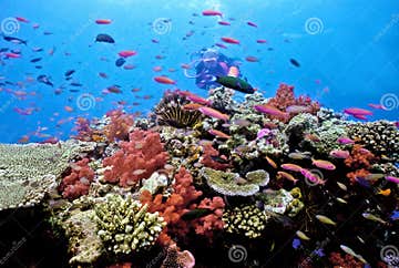 Diver on Astrolabe reef stock photo. Image of biosphere - 15712822