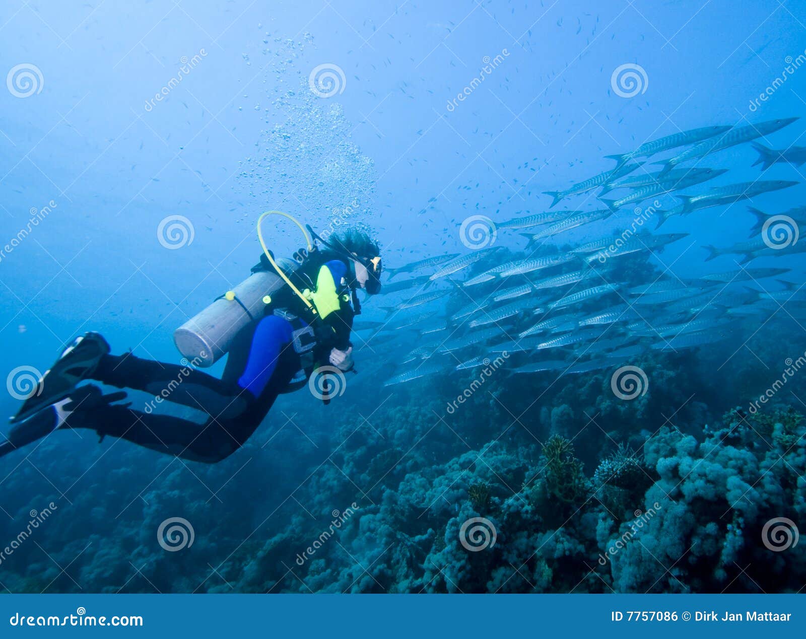 Diver and Barracuda stock photo. Image of coral, sports - 7757086
