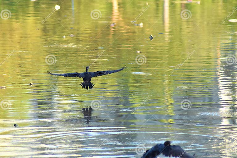 Diver Bird Flying Over the Water Stock Image - Image of diver, bird ...