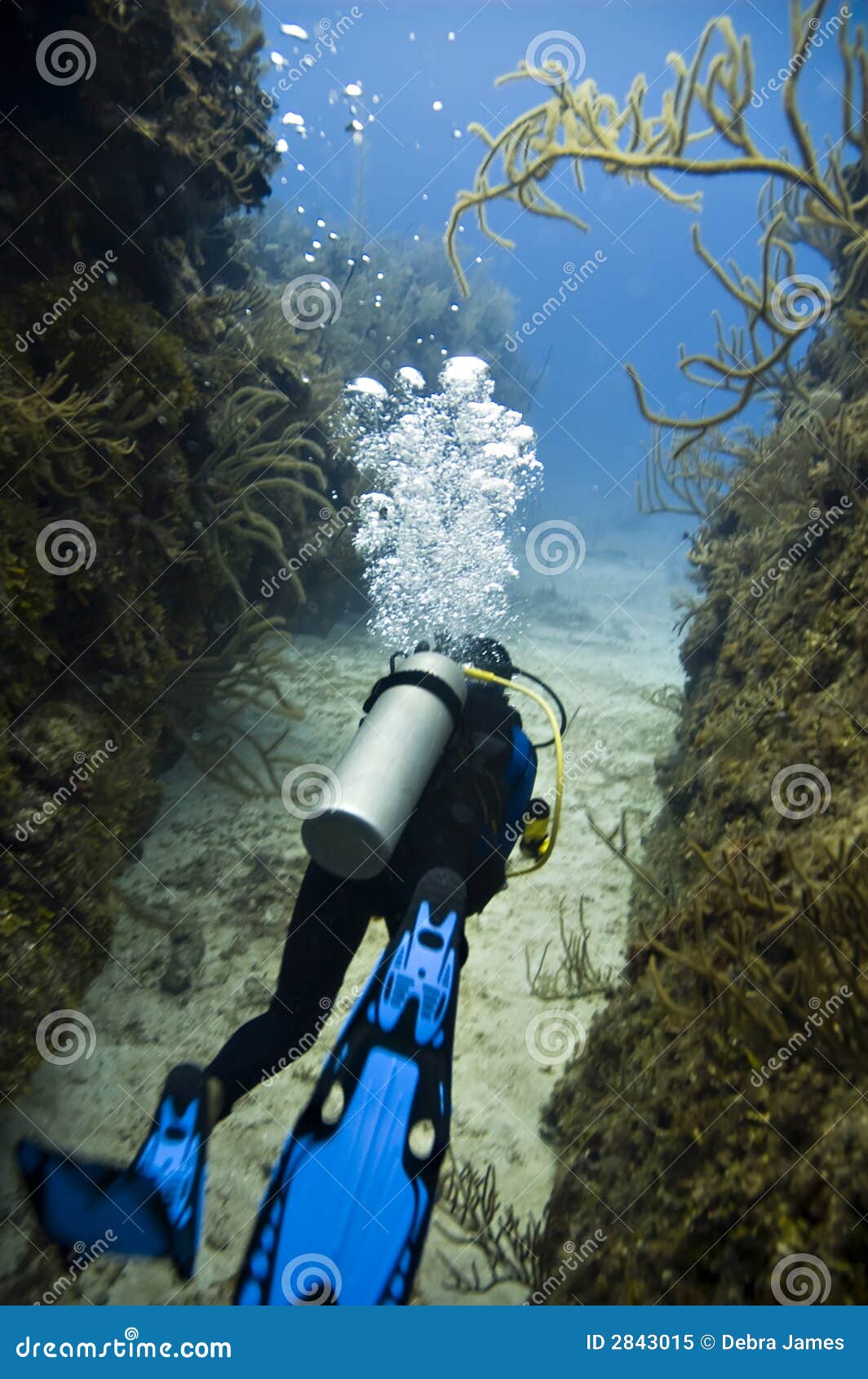 Diver with blue fins stock image. Image of colorful, diver - 2843015