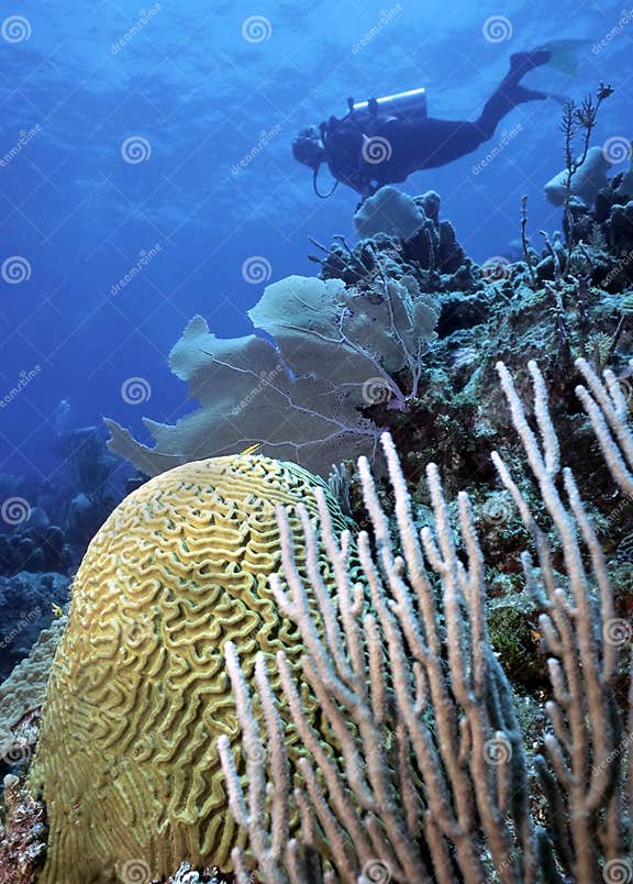 Diver and Brain Coral stock image. Image of honduras, diploria - 1613715