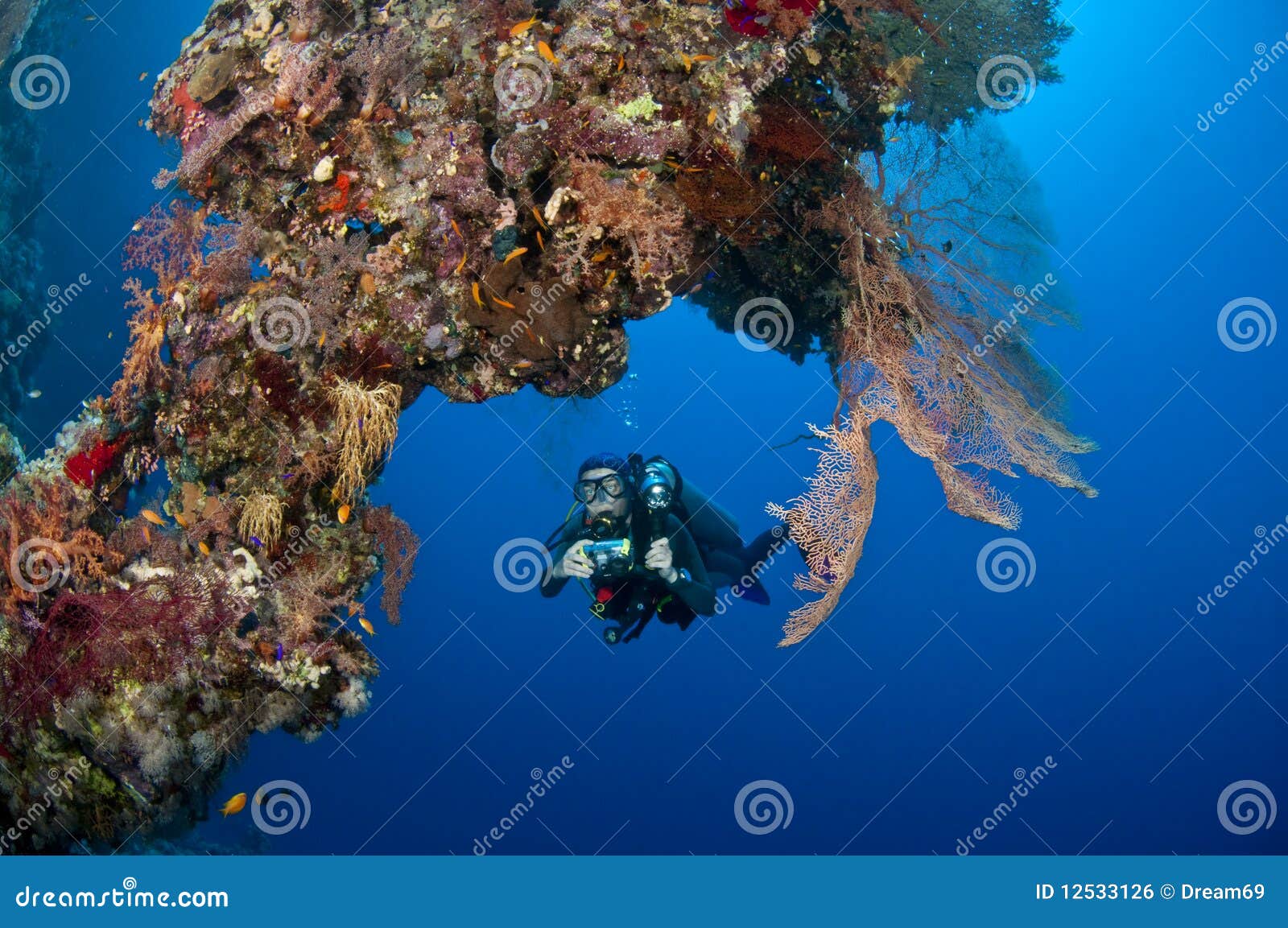 Diver with Camera Along the Reef, Red Sea Stock Photo - Image of nature ...