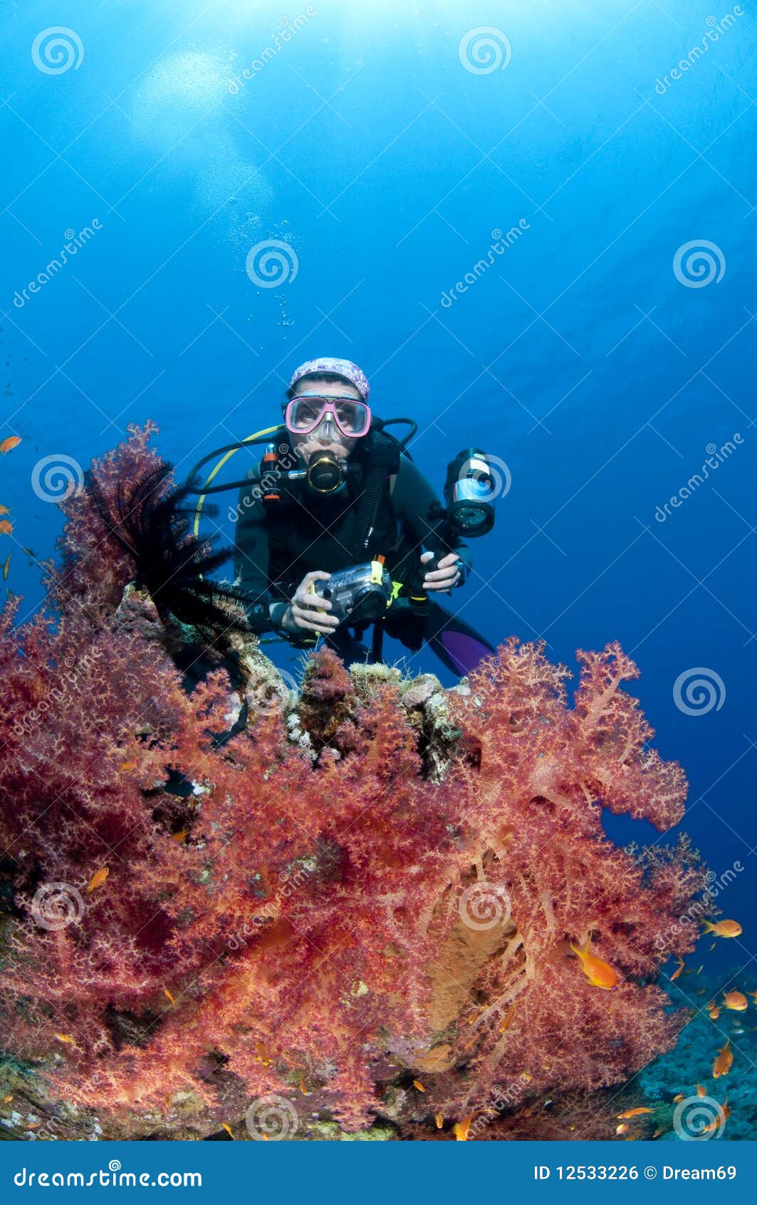 Diver with Camera Along the Reef, Red Sea Stock Photo - Image of ...