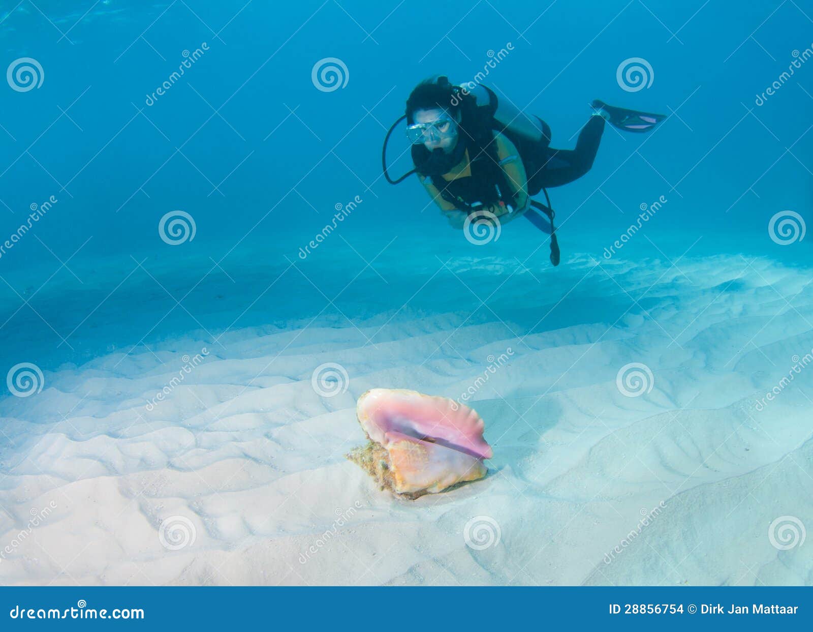 Diver And Conch Shell Stock Images - Image: 28856754