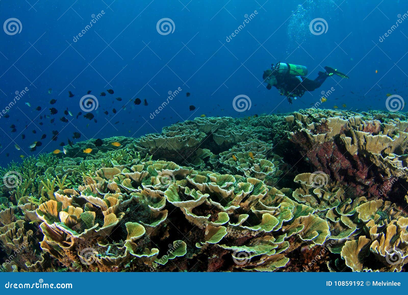 Diver with Coral reef stock photo. Image of coral, female - 10859192
