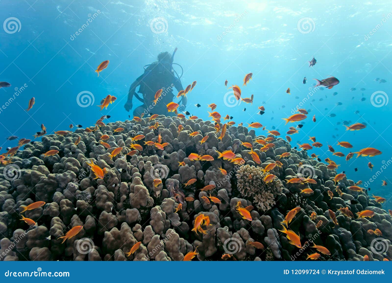 Diver on the coral reef stock photo. Image of diver, life - 12099724