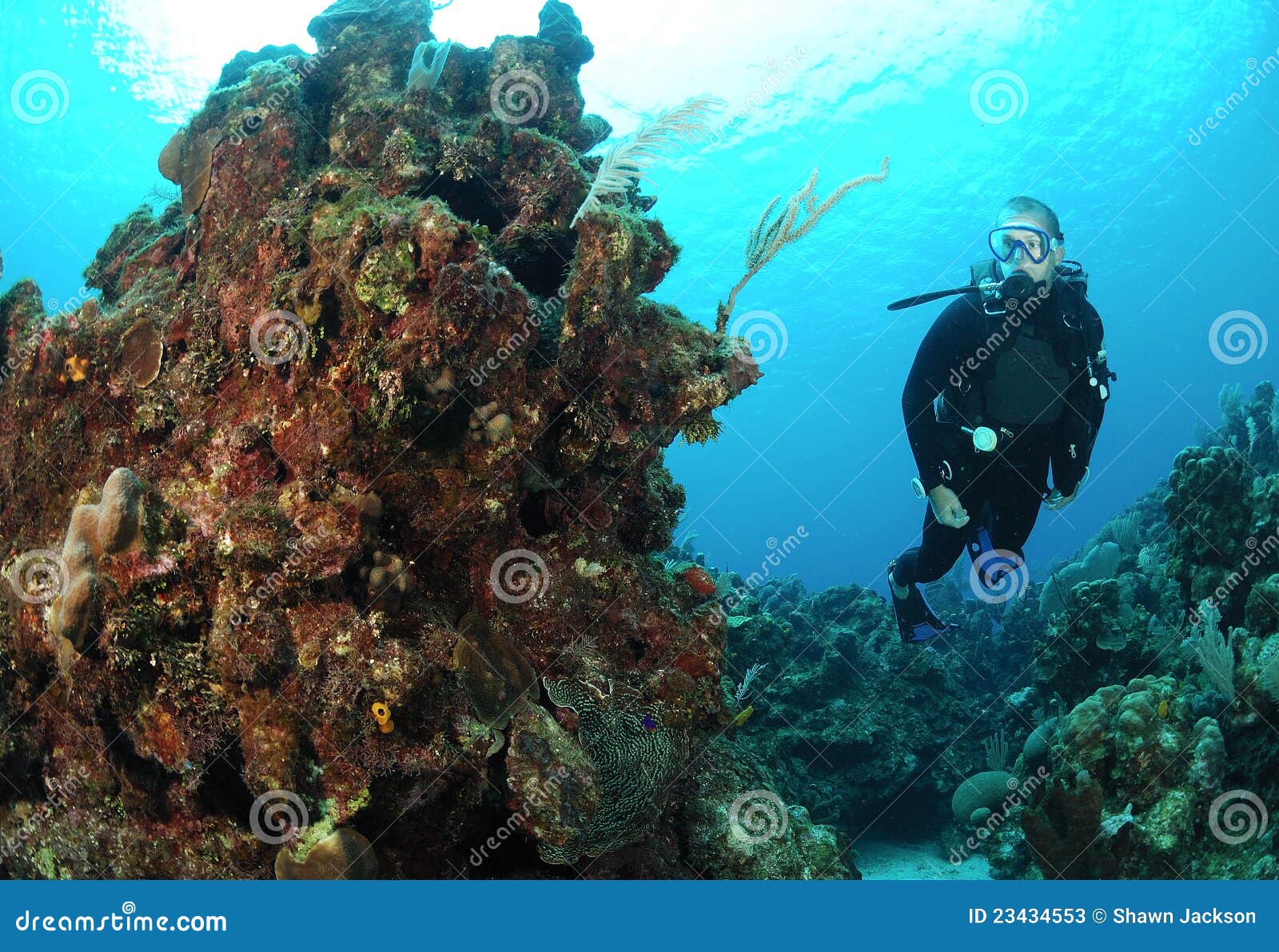 Diver on coral reef. stock image. Image of water, fish - 23434553