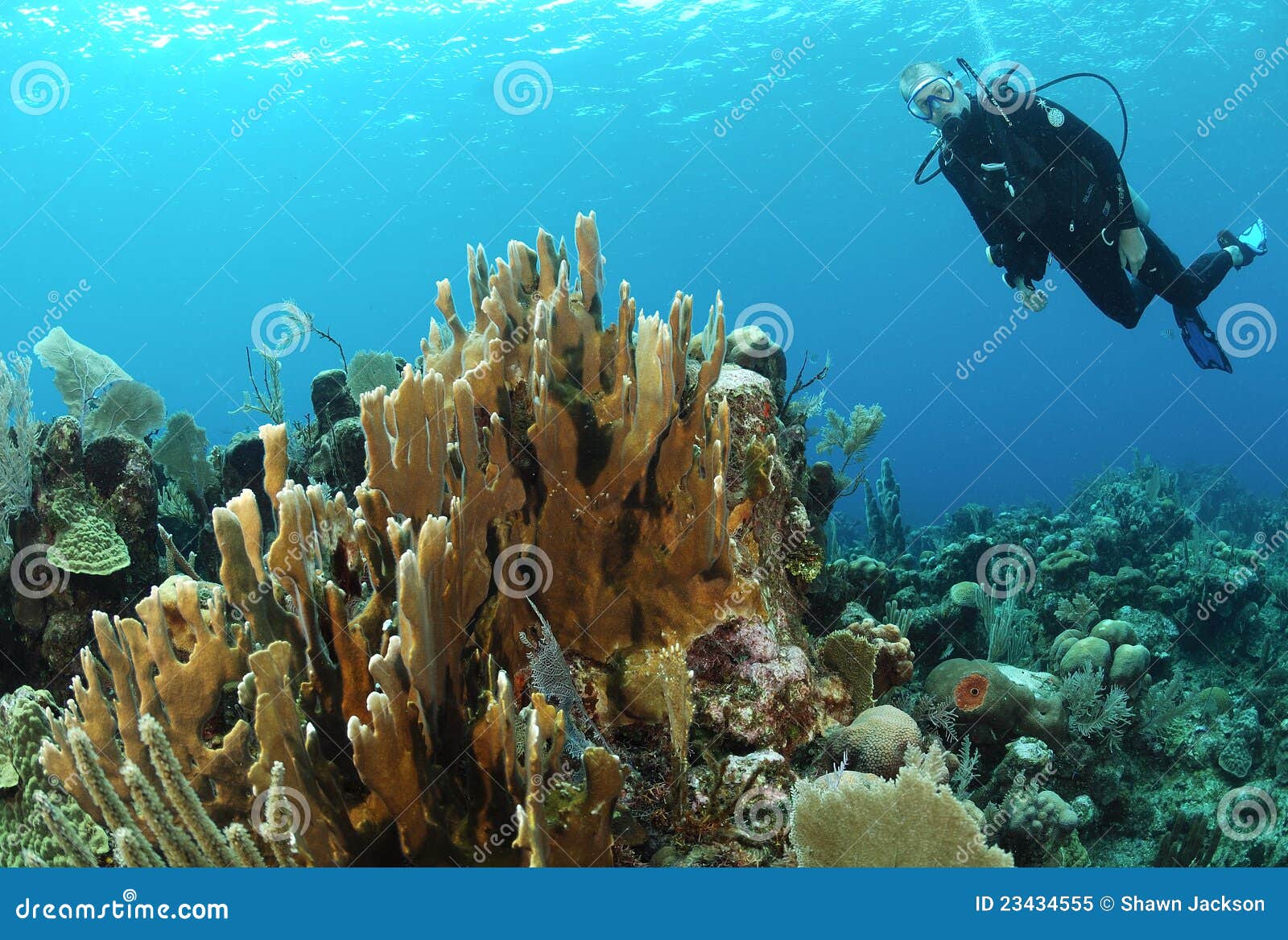 Diver on coral reef. stock image. Image of reef, diving - 23434555