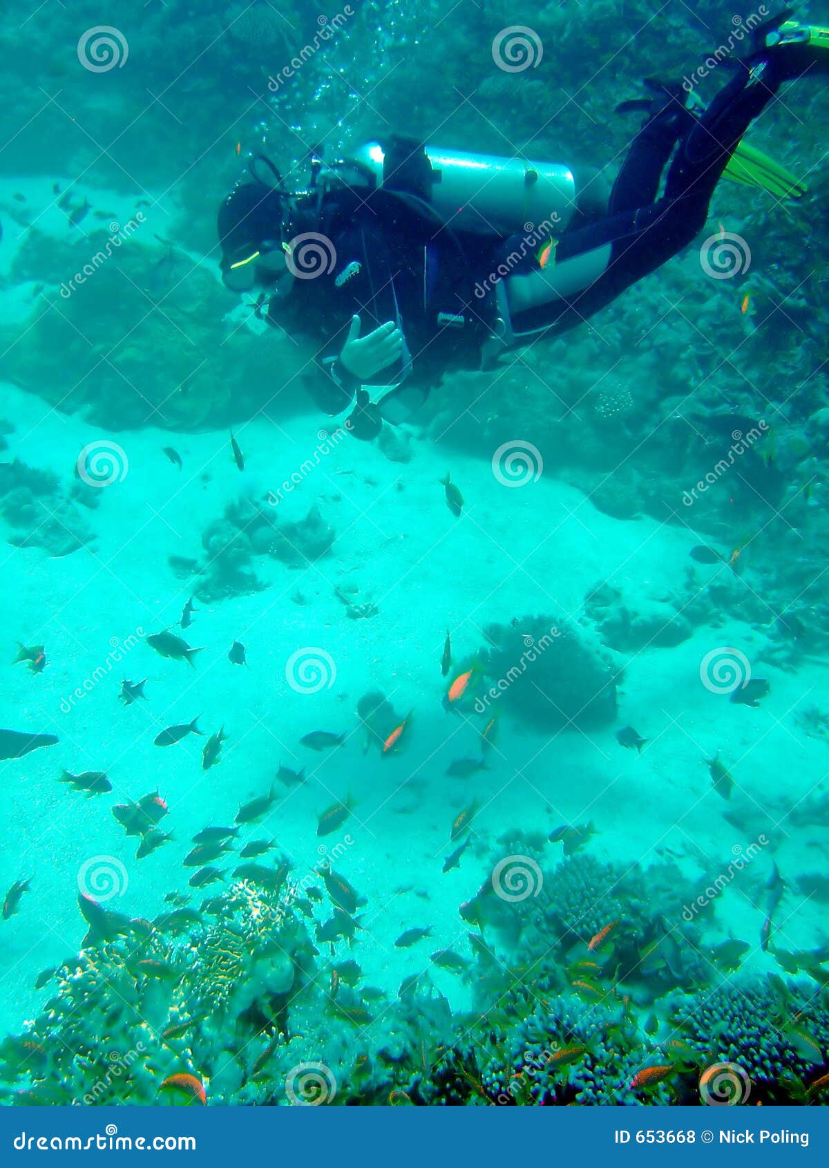 Diver with corals and fish stock photo. Image of exotic - 653668